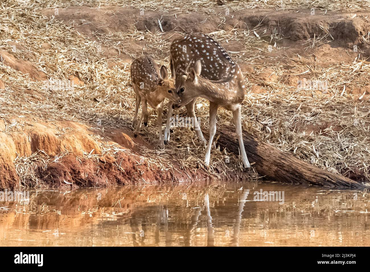 Baby Chital Deer