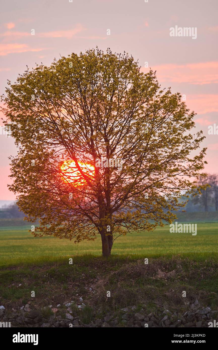 Norway maple (Acer platanoides) tree at sunset; Bavaria, Germany Stock ...
