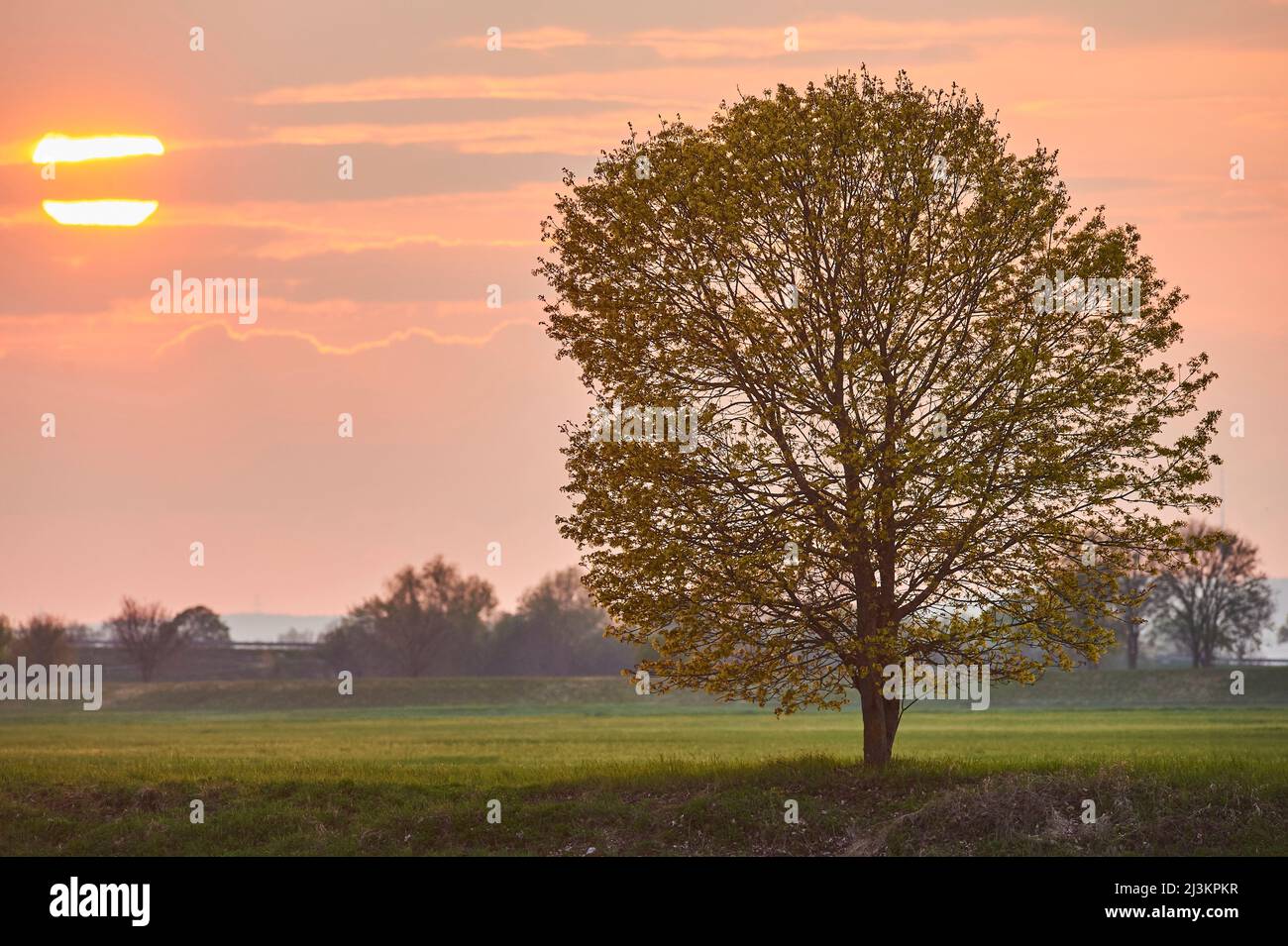 Norway maple (Acer platanoides) tree at sunset; Bavaria, Germany Stock ...