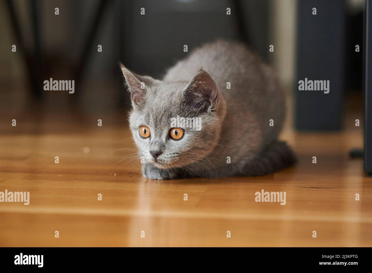 Pouncing cat hi-res stock photography and images - Alamy