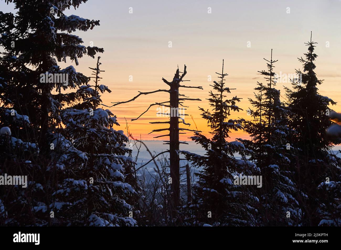 Tree trunk and Norway spruce or European spruce (Picea abies) trees at ...