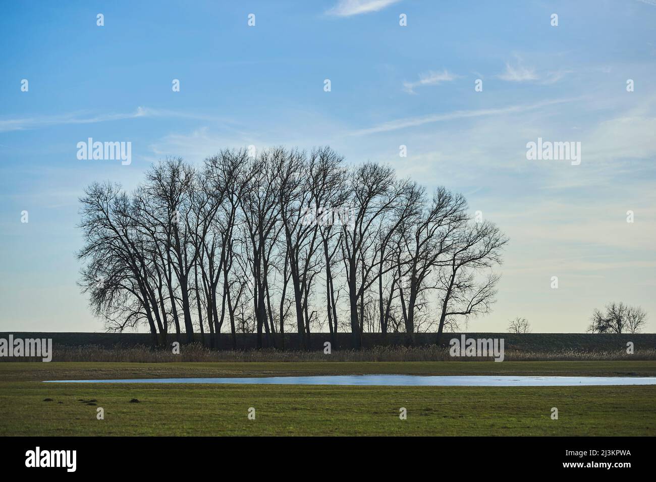 Cluster of Common oak (Quercus robur) trees, Bavarian Forest; Upper ...