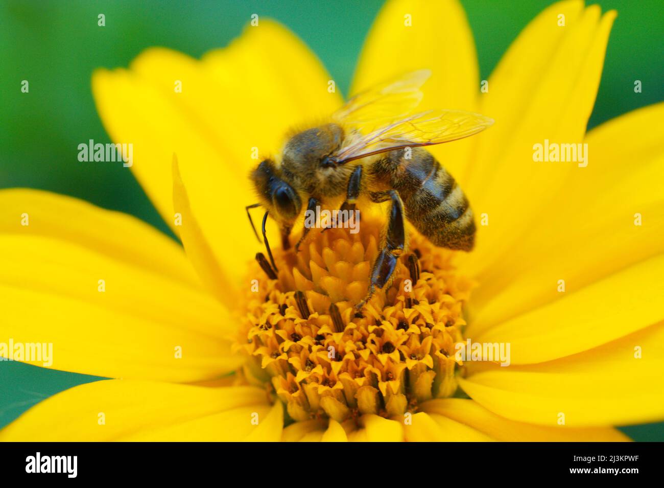 Honey bee at work Stock Photo - Alamy