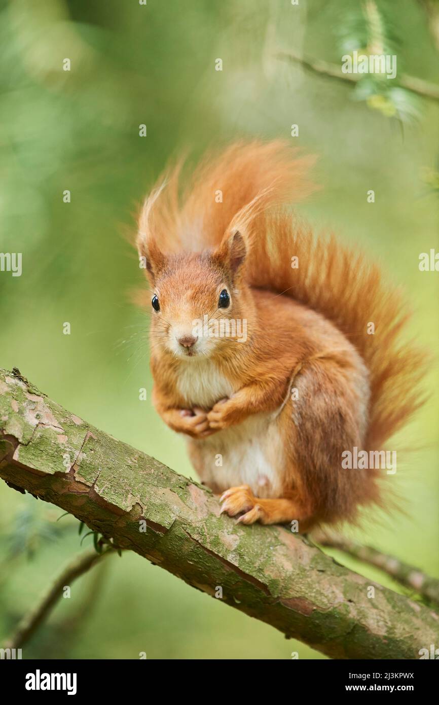 Eurasian red squirrel (Sciurus vulgaris) alert on a tree branch ...