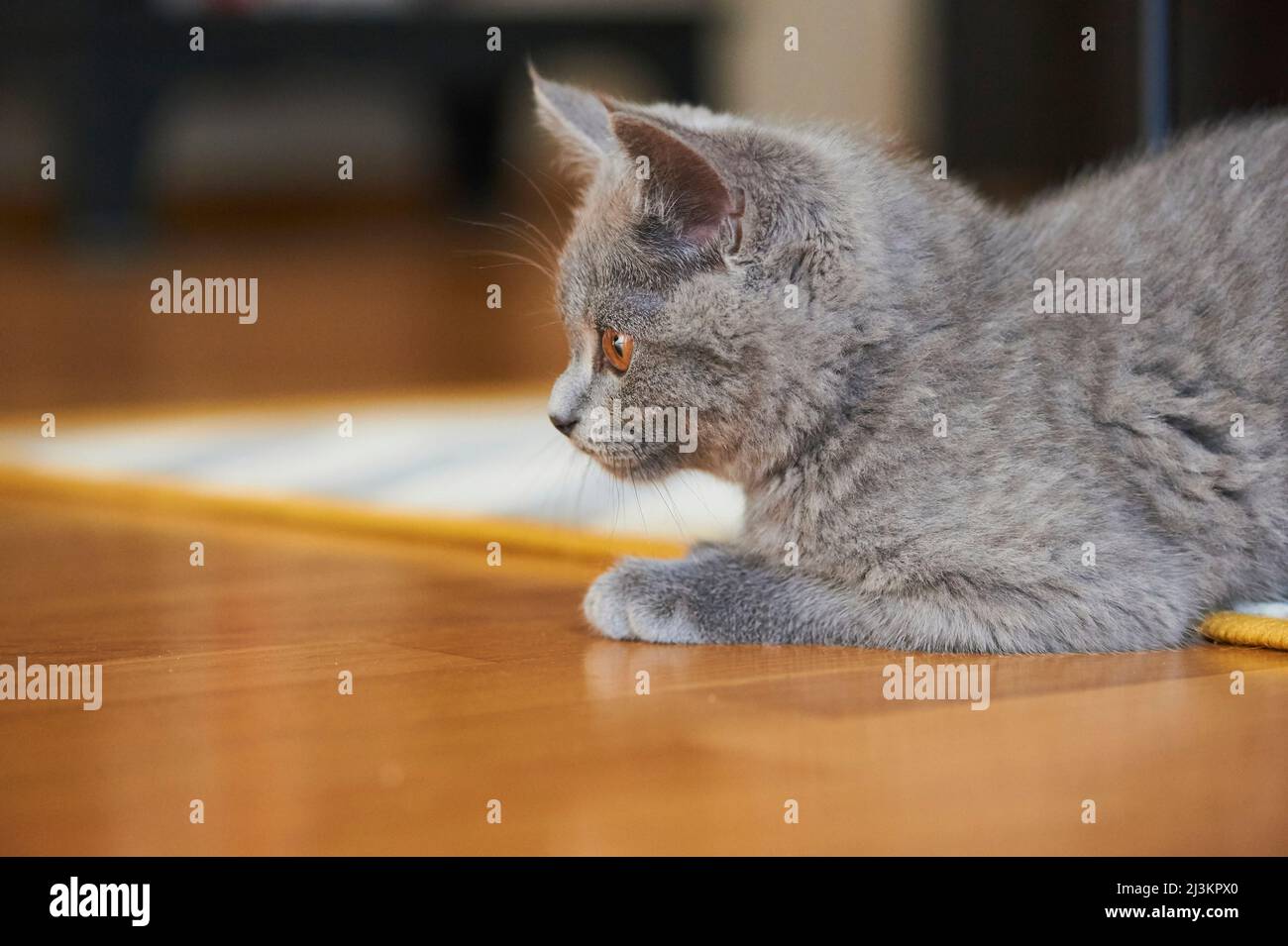 Pouncing cat hi-res stock photography and images - Alamy