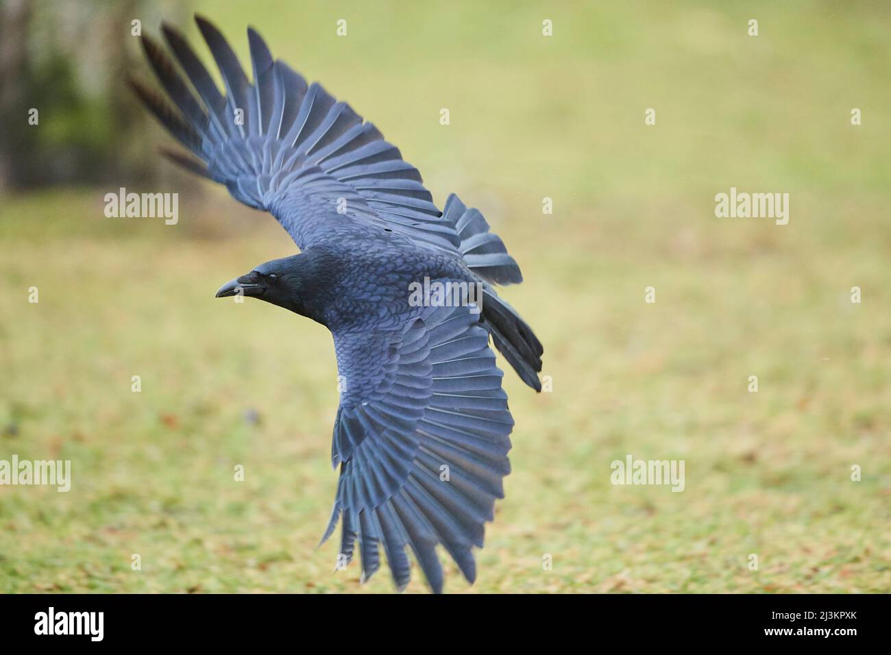 Crow landing hi-res stock photography and images - Alamy
