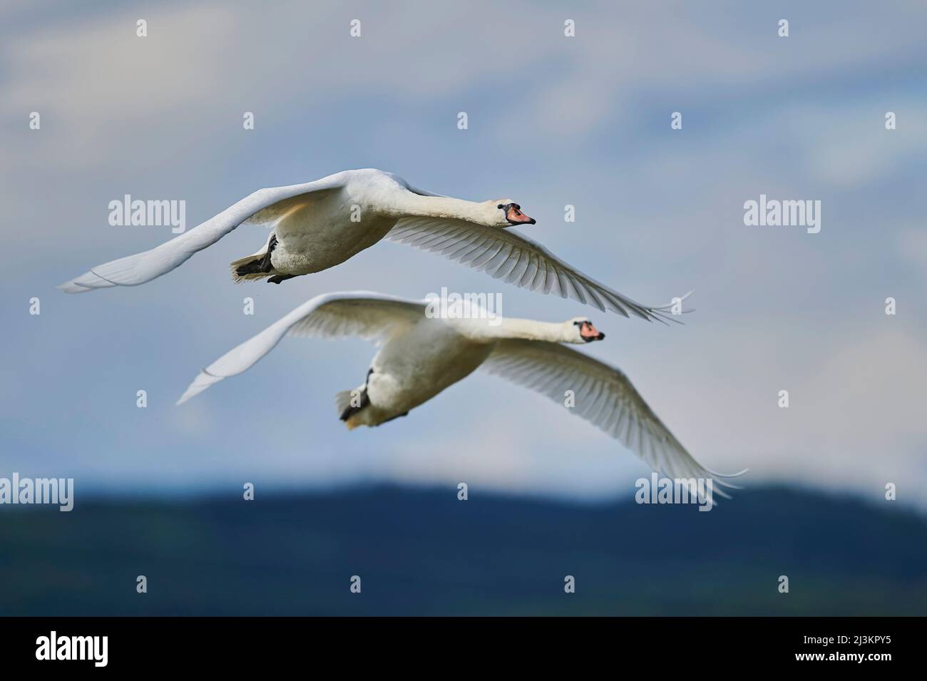 Two Mute swan flying together, Bavarian Forest; Bavaria, Germany Stock ...