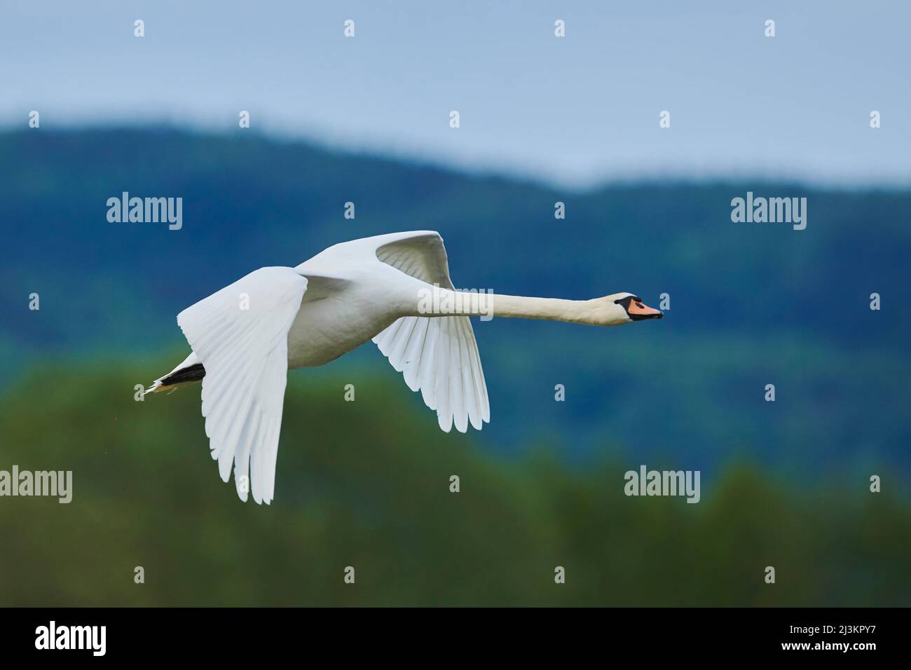 White swan facing right hi-res stock photography and images - Alamy