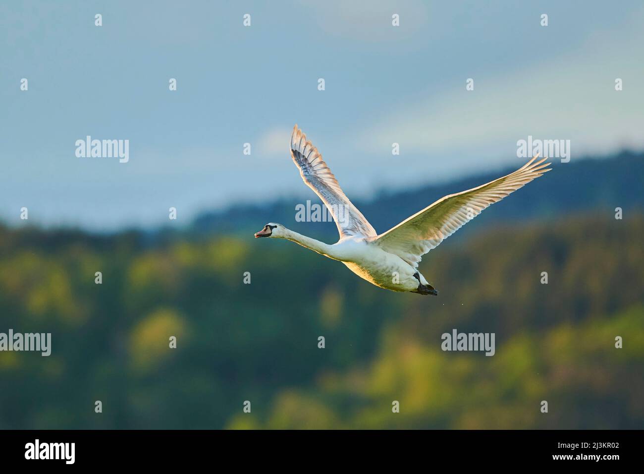 White swan facing left hi-res stock photography and images - Alamy