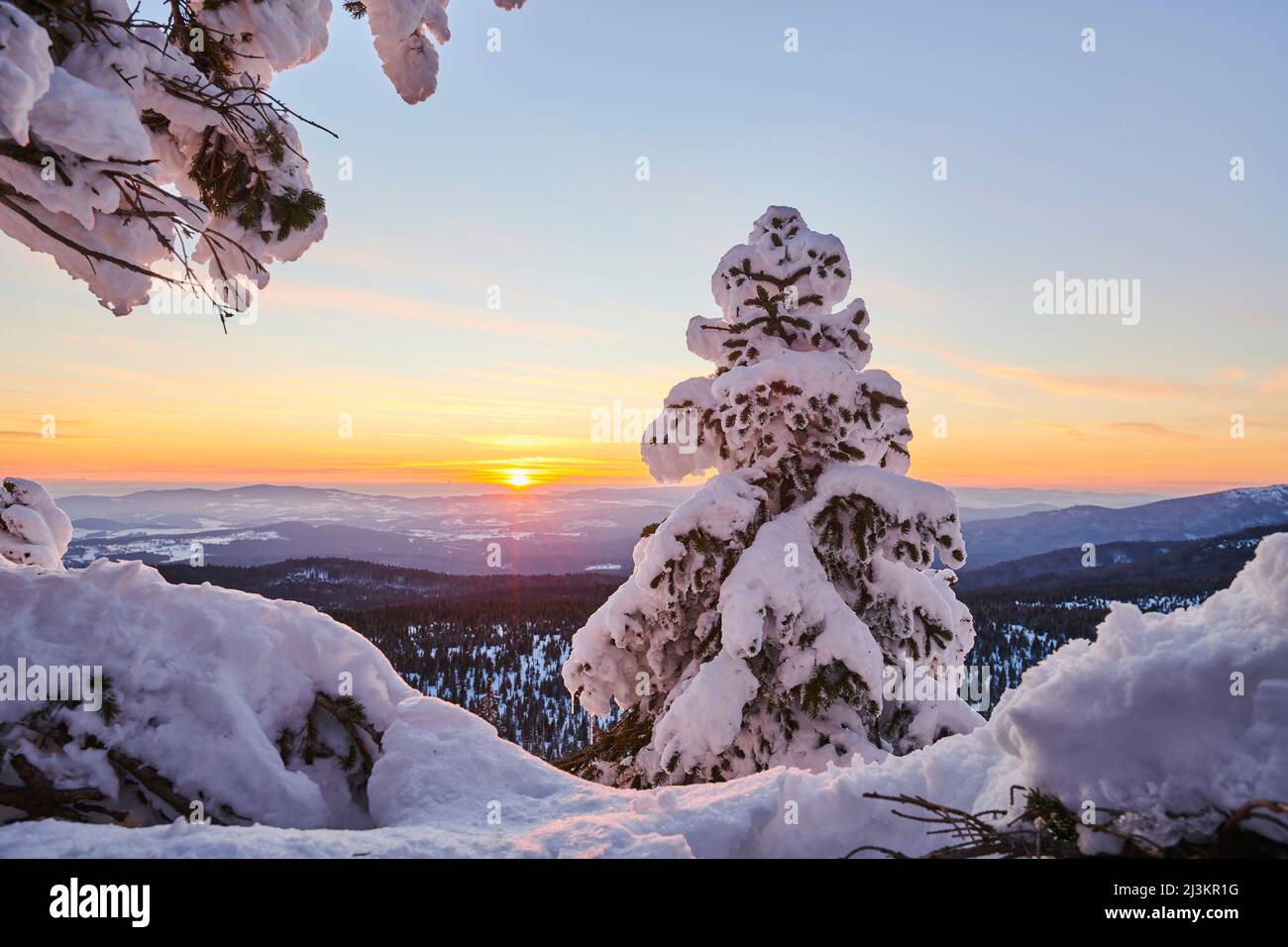Frozen Norway spruce or European spruce (Picea abies) trees at sunset ...