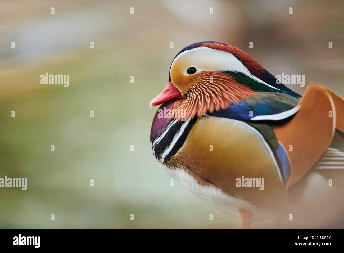 Portrait mandarin duck hi-res stock photography and images - Alamy