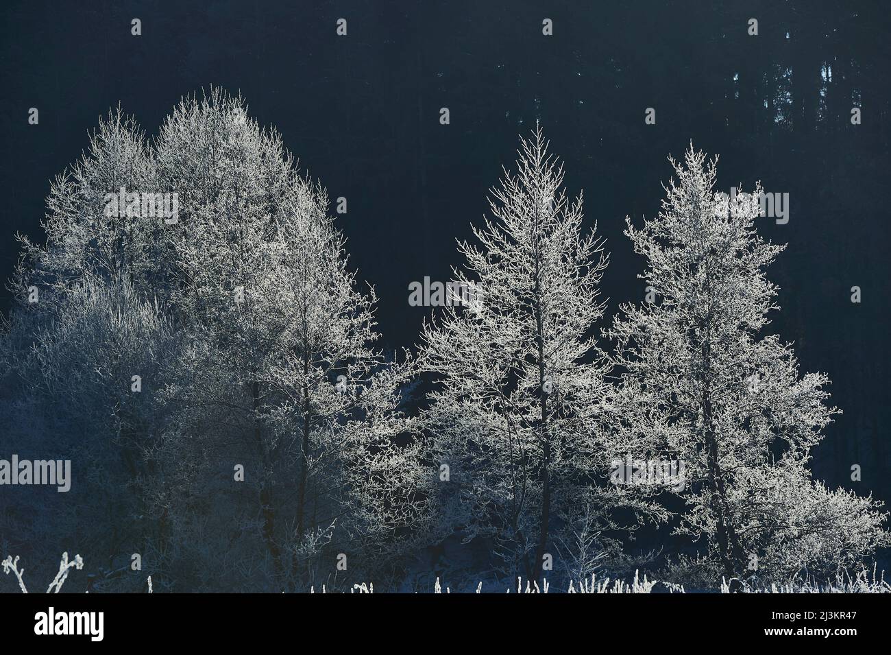Frozen Common alder (Alnus glutinosa) trees in sunlight; Bavaria ...