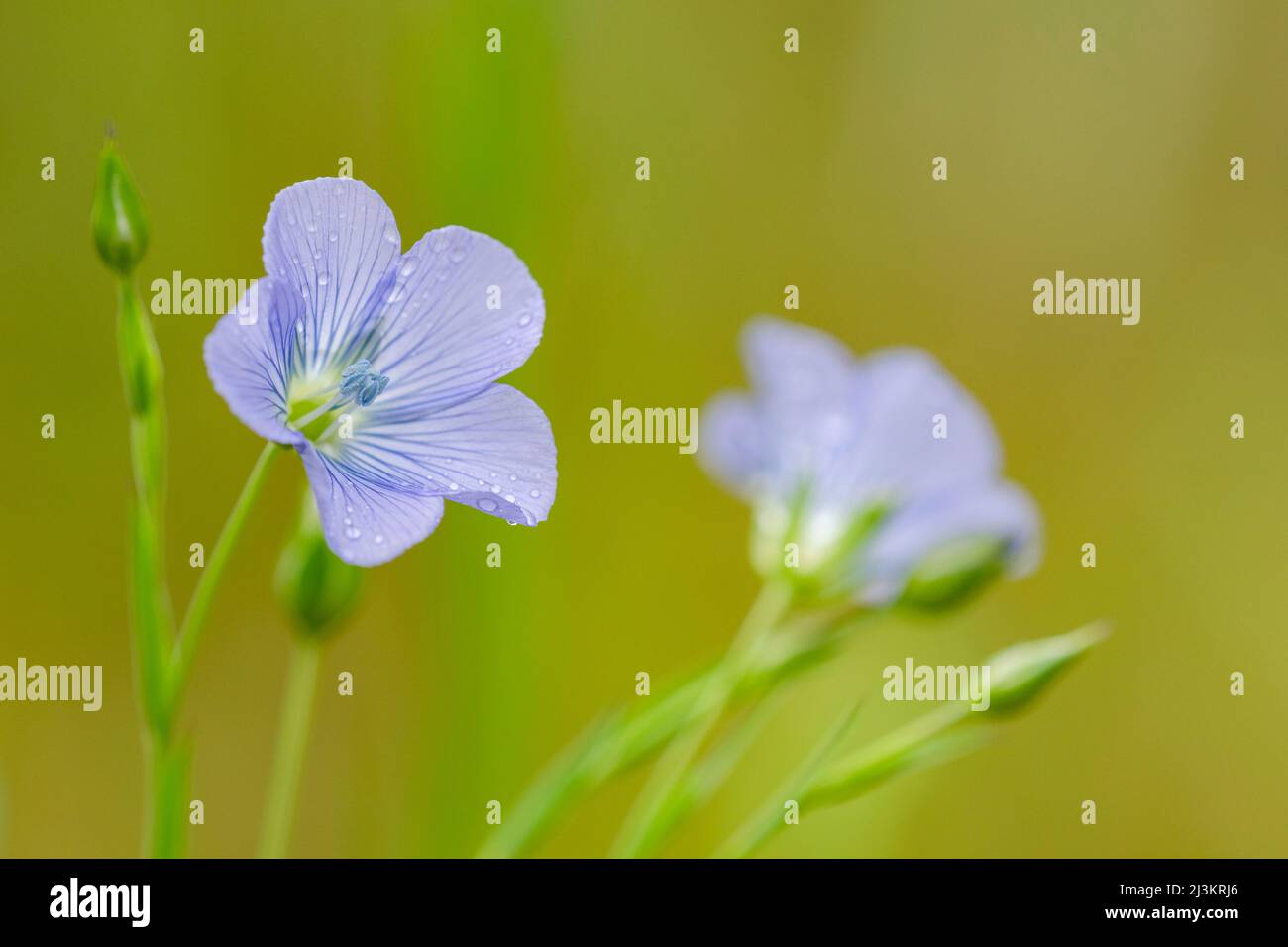 Blue Flax (Linum lewisii) blooms in an Oregon flower garden; Astoria ...