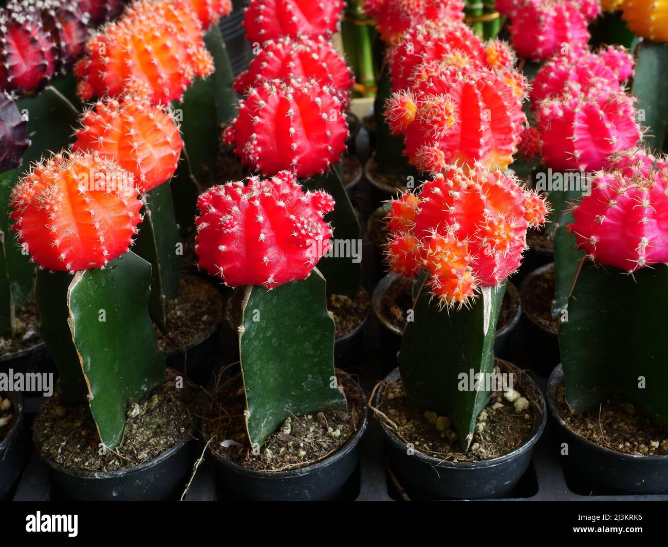 Moon Cactus Colors