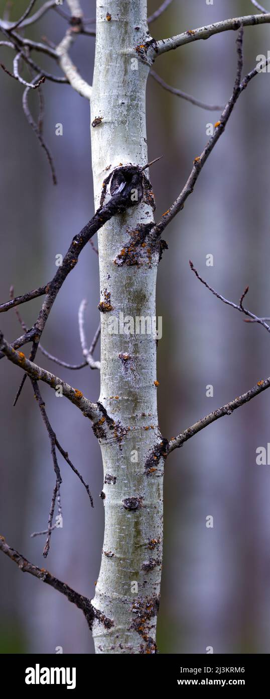 Close-up detail of a thin white tree trunk and it's branches; British ...