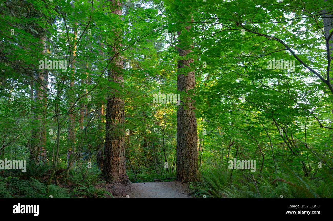 Lush green trail hi-res stock photography and images - Alamy