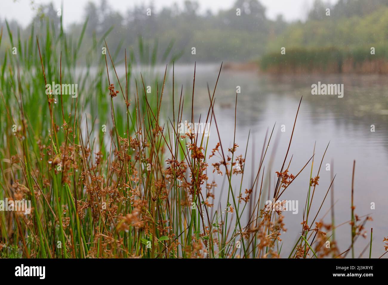 Rainy day in Green Timbers Urban Forest, with wet grasses along the ...