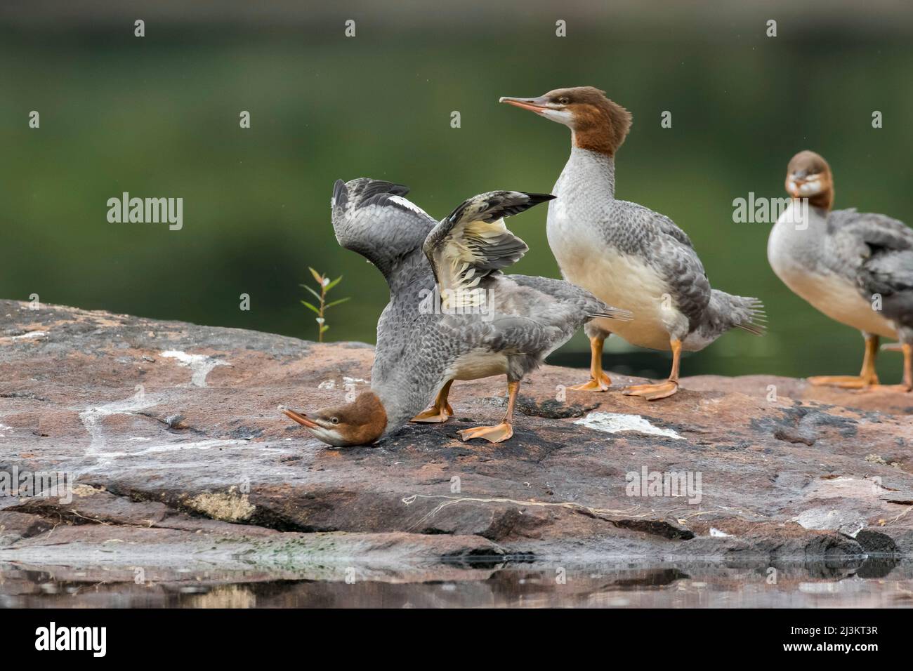 Young animal standing on a rock hi-res stock photography and images - Alamy
