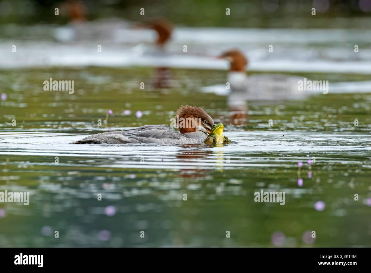 Frog eating bird hi-res stock photography and images - Alamy