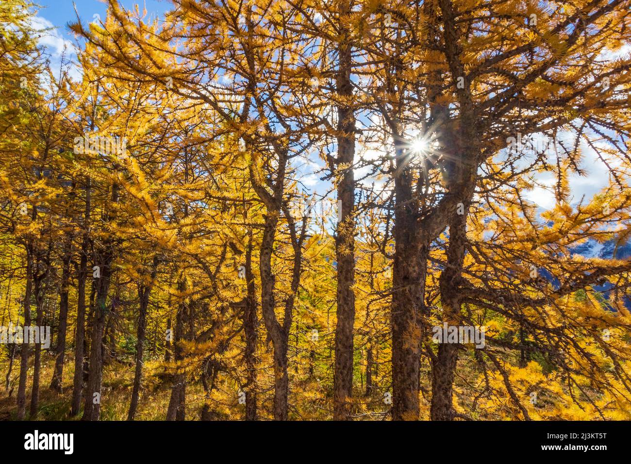 Golden larch trees with sunburst in Larch Valley in Banff National Park ...