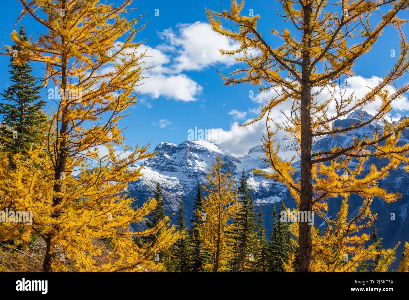 Golden larch trees with rugged Canadian Rockies in Larch Valley in ...