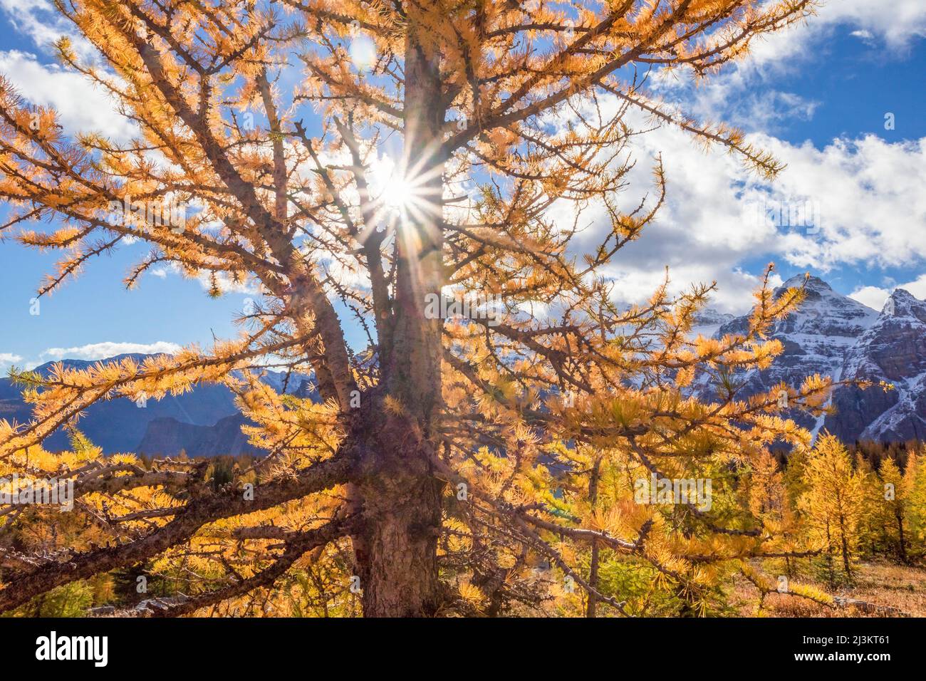 Golden larch trees with sunburst in Larch Valley in Banff National Park ...