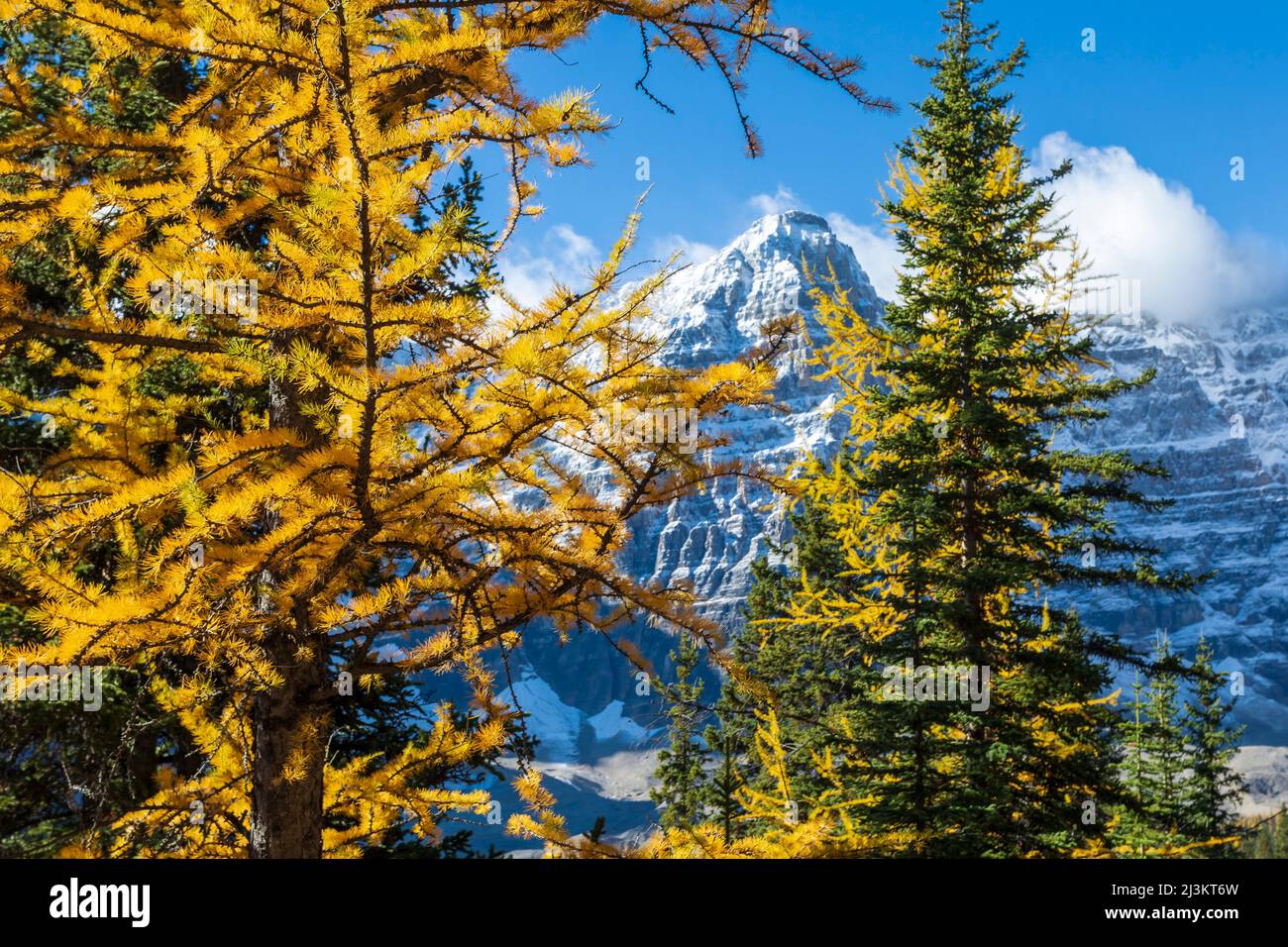Golden larch trees and the rugged Canadian Rockies in Larch Valley in ...