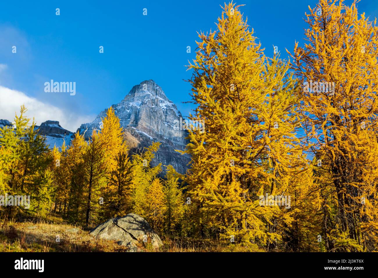 Golden larch trees in Larch Valley in Banff National Park; Alberta ...