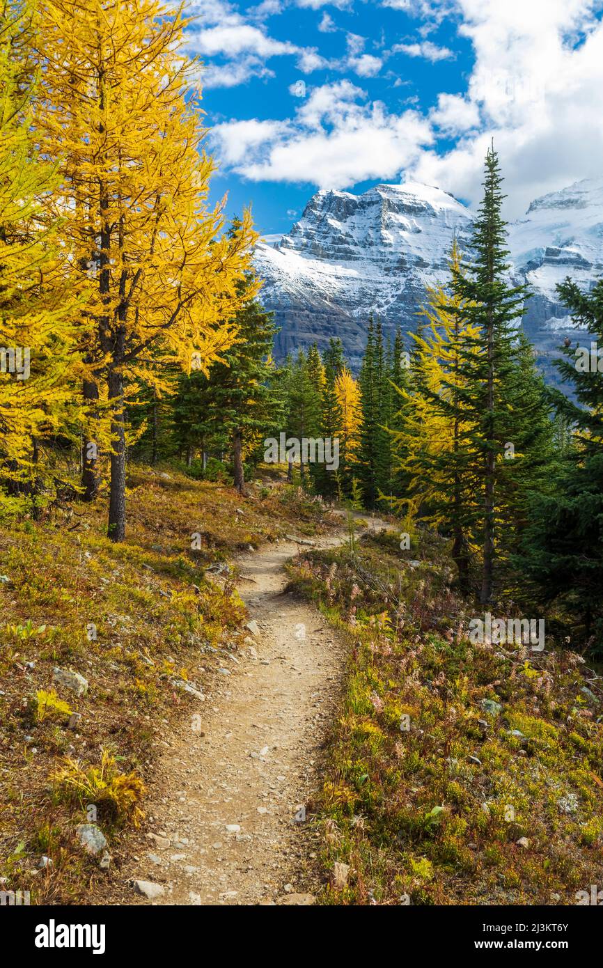Golden larch trees along Eiffel Lake trail in Banff National Park ...