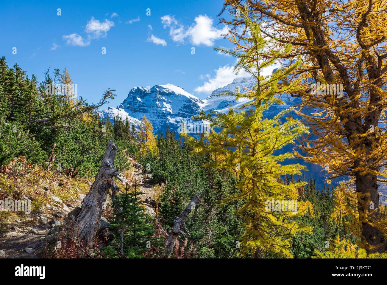 Golden larch trees along Eiffel Lake trail in Banff National Park ...
