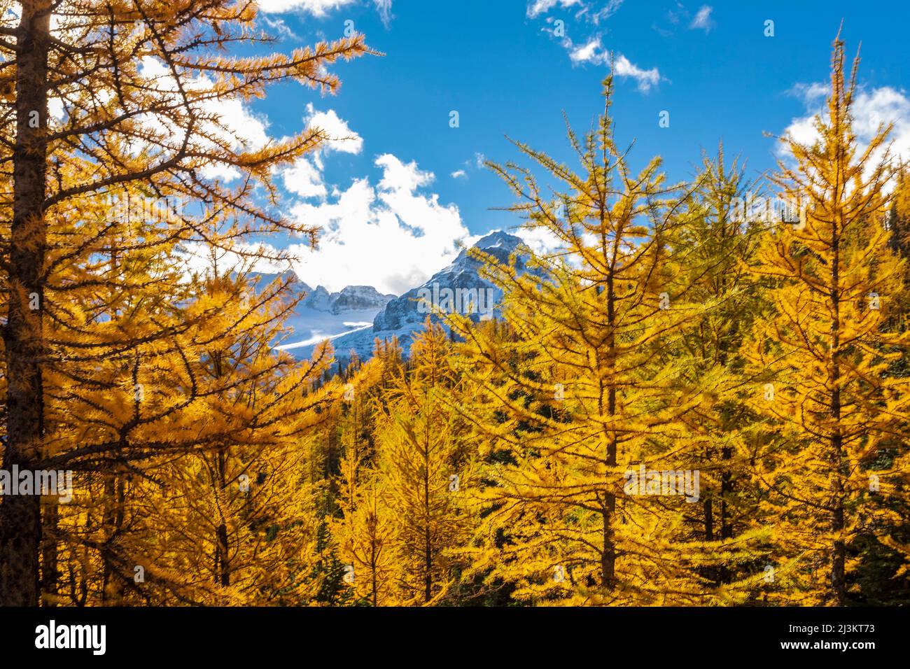 Golden larch trees in Larch Valley in Banff National Park; Alberta ...
