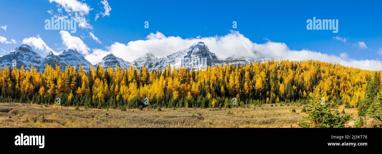 Panoramic of golden larch trees and the rugged Canadian Rockies in ...