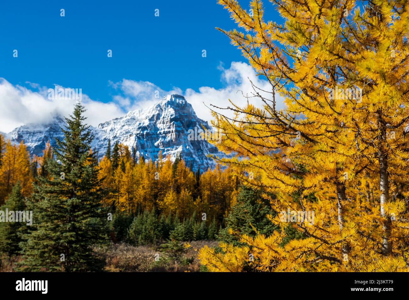 Golden larch trees and the rugged Canadian Rockies in Larch Valley in ...