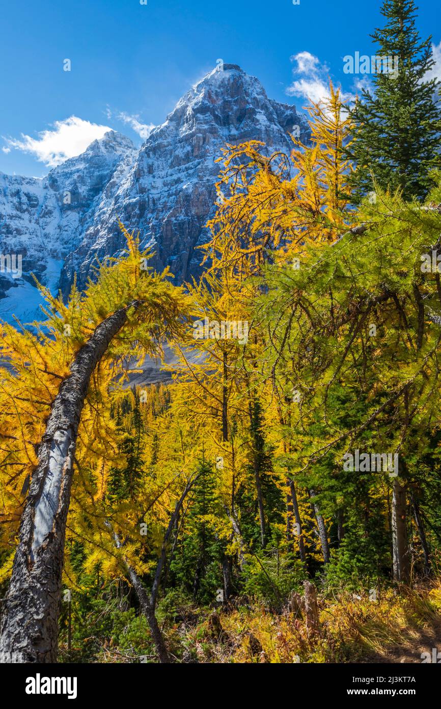 Golden larch trees and the rugged Canadian Rockies in Larch Valley in ...