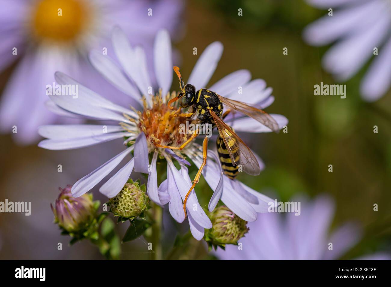 Yellowjacket wasp lands on an Aster blossom in an Oregon garden ...