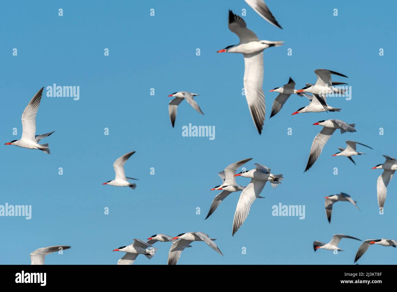 Flock of Caspian Terns (Hydroprogne caspia) fly at Cape Disappointment ...