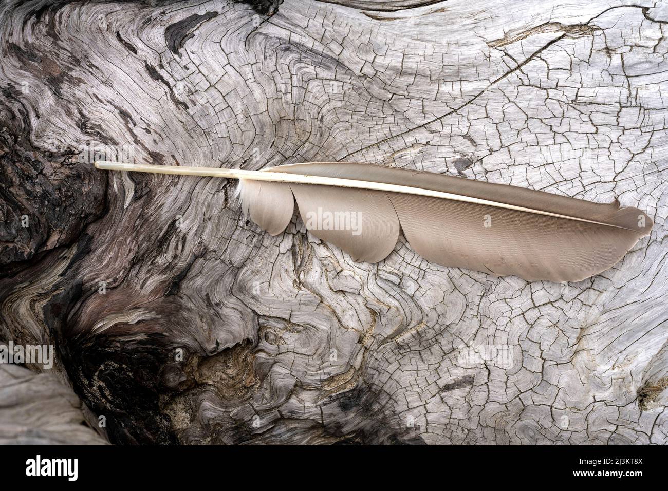 A feather rests on driftwood at Ecola State Park on the Oregon Coast ...
