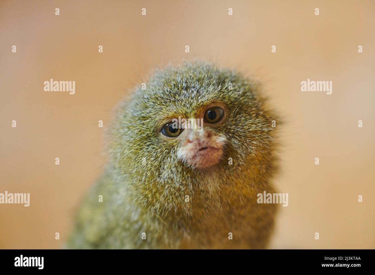 Sagoin hi-res stock photography and images - Alamy