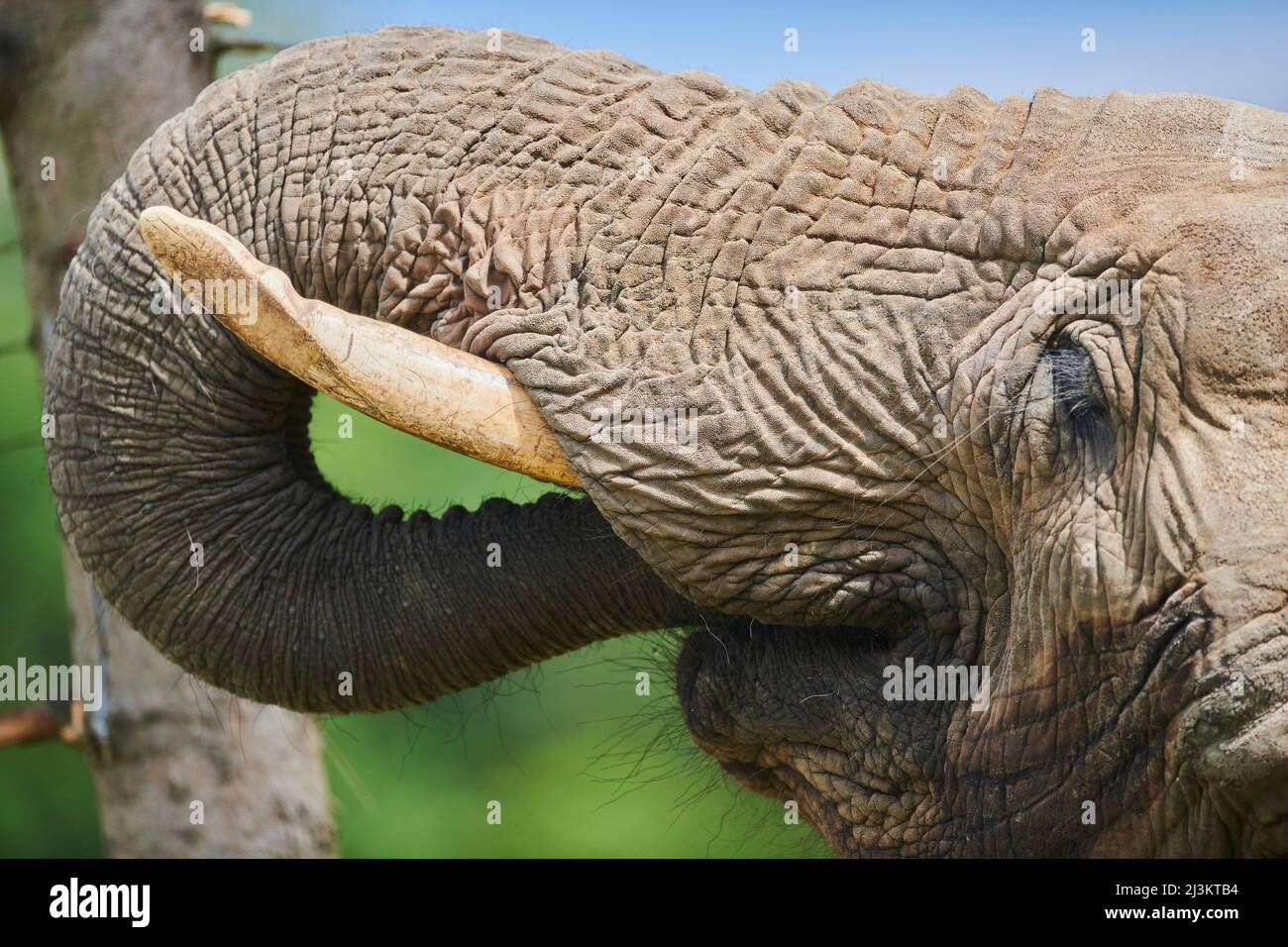Elephant head left side hi-res stock photography and images - Alamy