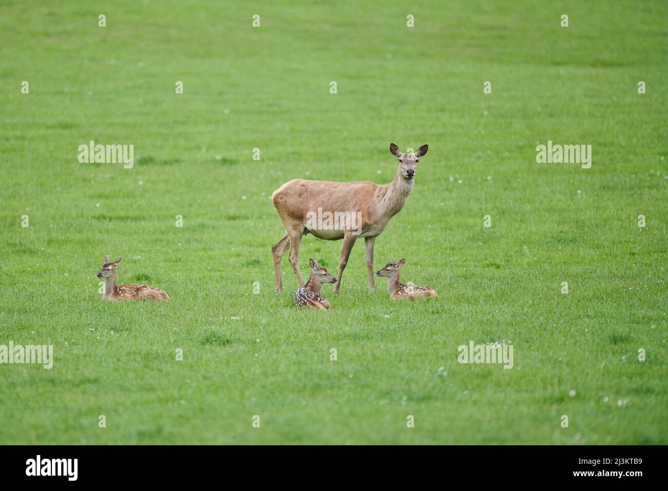 Red deer (Cervus elaphus) with three fawns on a meadow; Bavaria ...