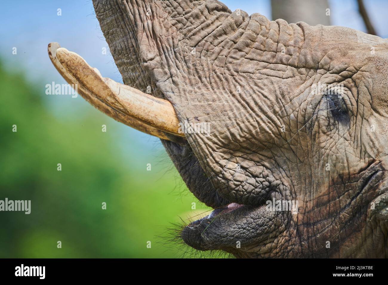 Elephant head left side hi-res stock photography and images - Alamy