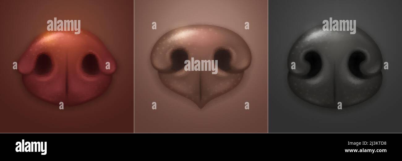 Cute dog noses, canine snout front. Vector realistic illustrations of ...