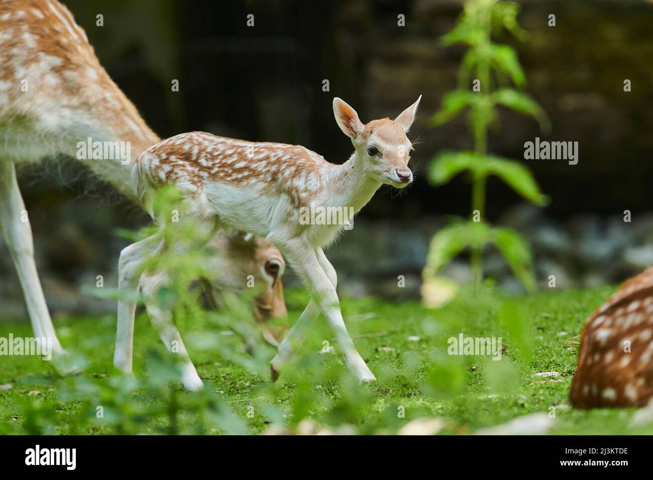 Cervidae family hi-res stock photography and images - Alamy