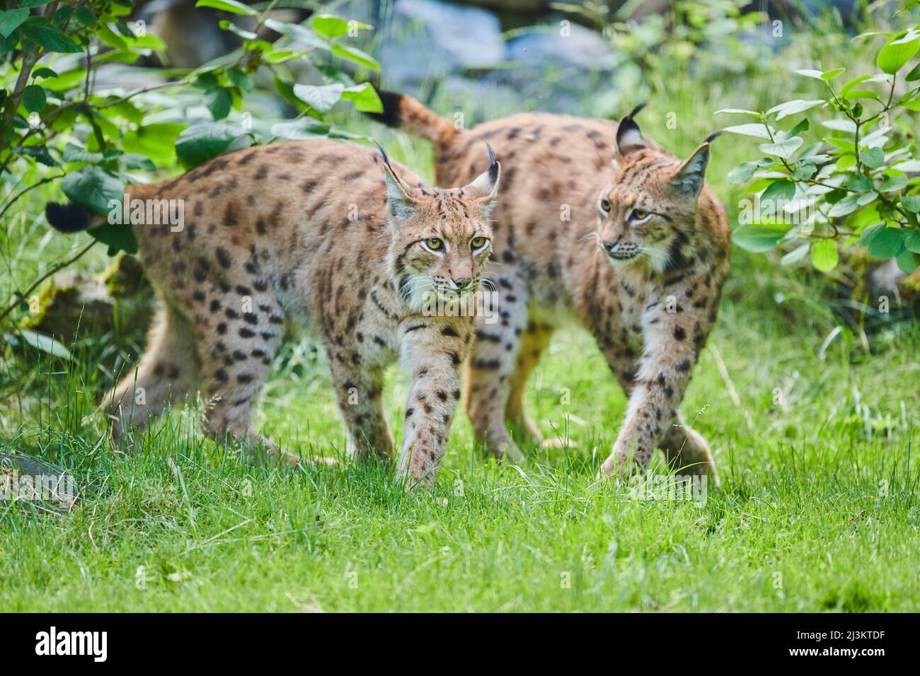 Lynx walking away in hi-res stock photography and images - Alamy