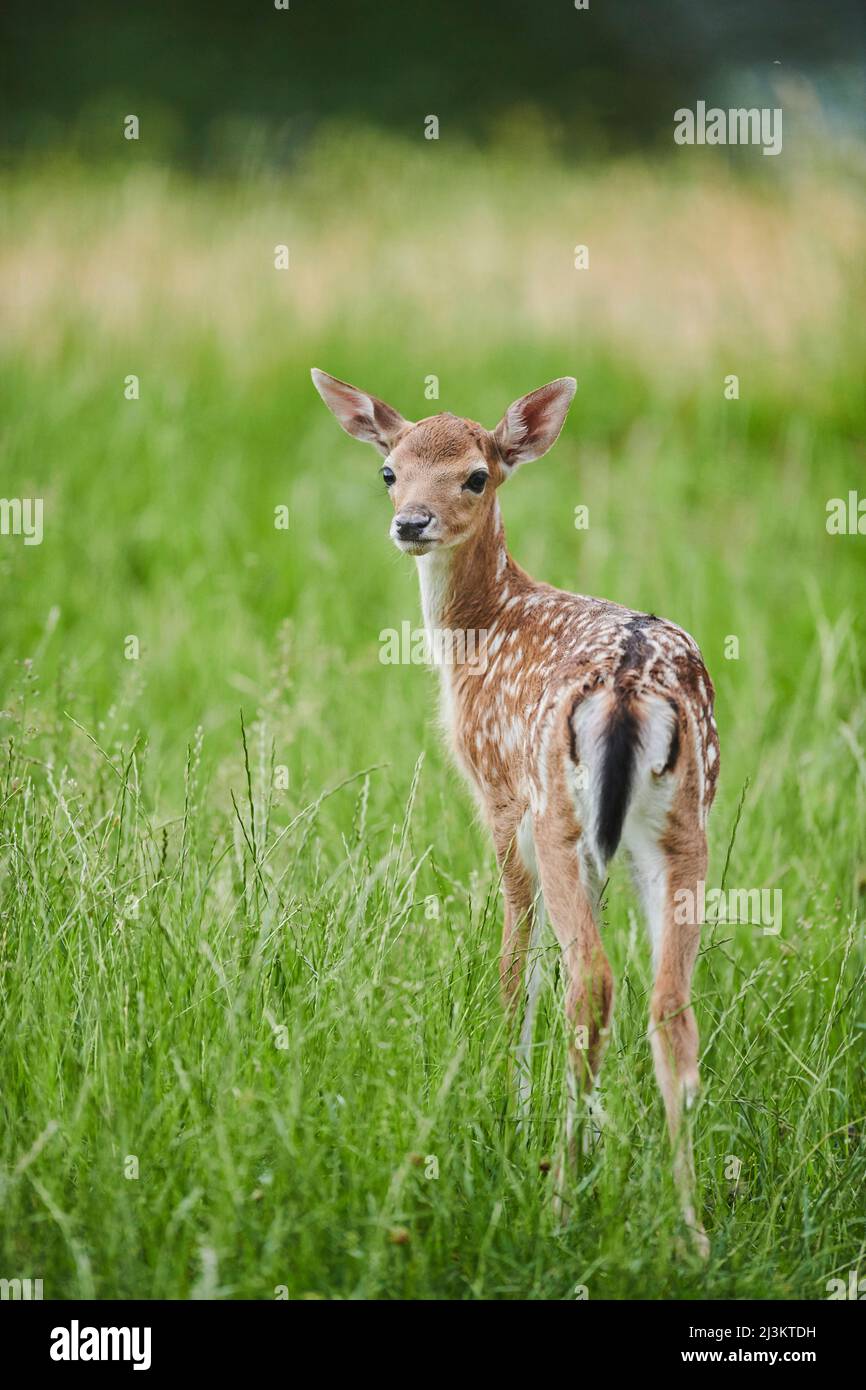 European fallow deer or common fallow deer (Dama dama) fawn portrait ...