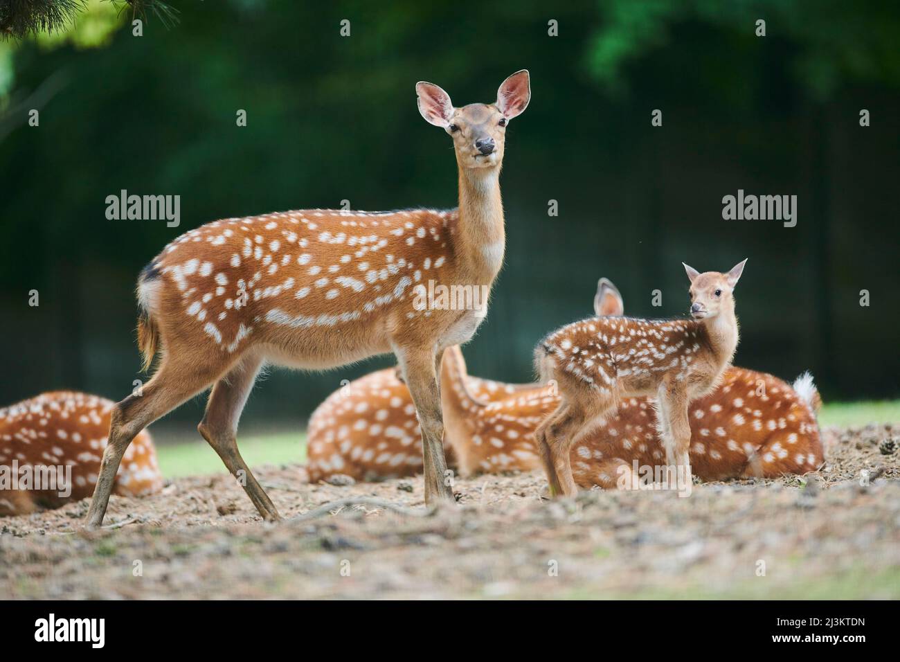 European fallow deer (Dama dama) doe and fawn on a meadow, captive ...