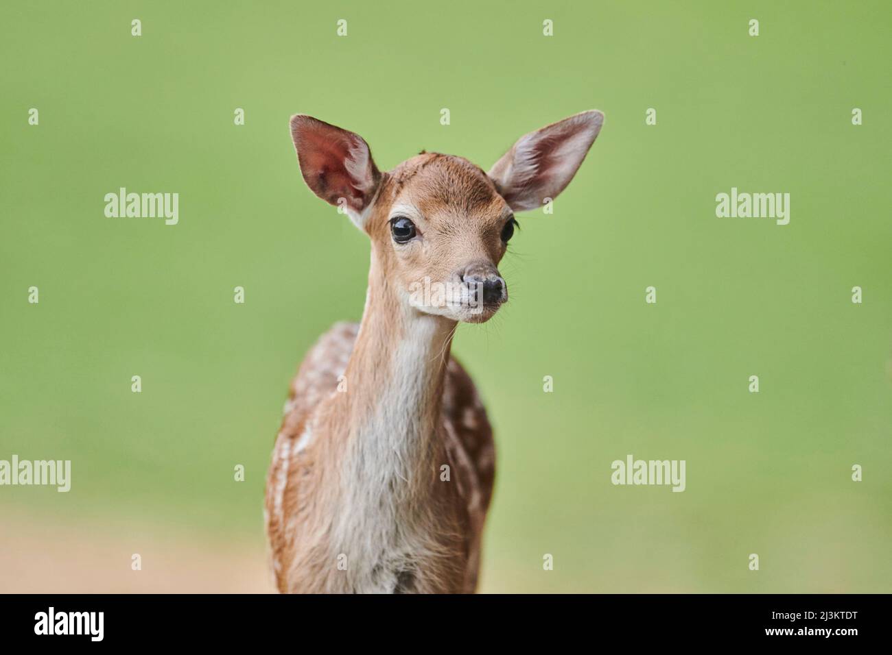 European fallow deer or common fallow deer (Dama dama) fawn portrait ...