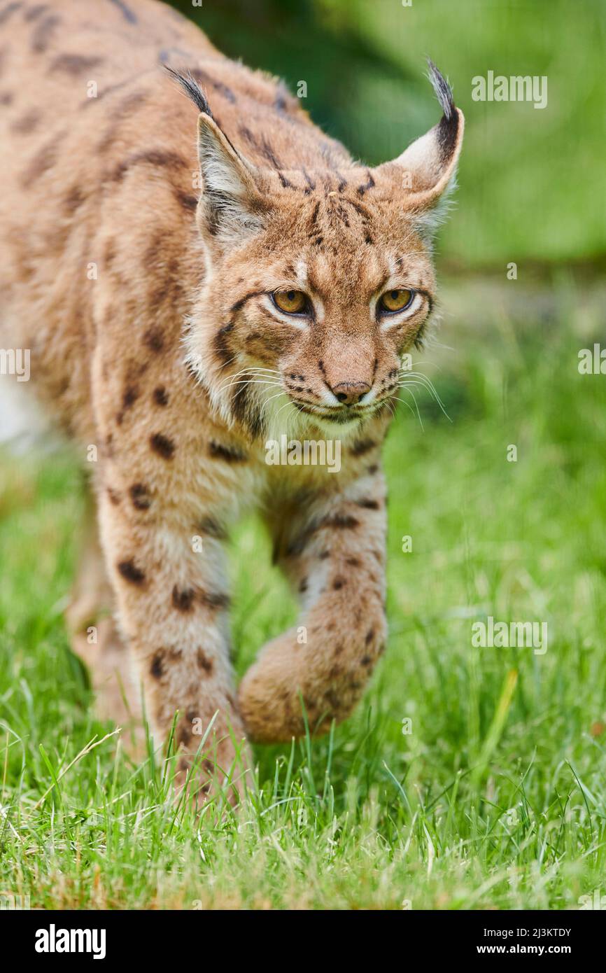 Eurasian lynx (Lynx lynx) portrait; Bavaria, Germany Stock Photo - Alamy