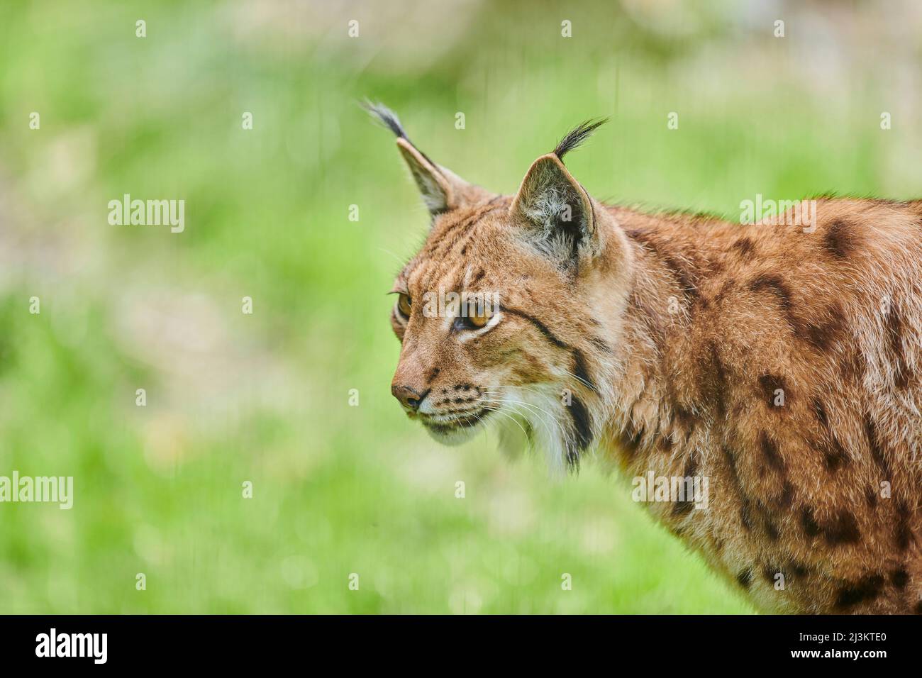 Eurasian lynx (Lynx lynx) portrait; Bavaria, Germany Stock Photo - Alamy