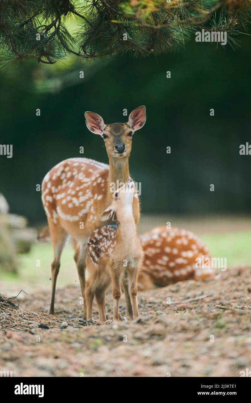 Portrait of European fallow deer (Dama dama) doe and fawn, captive ...